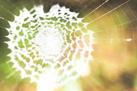 Treehouse Blog of cott