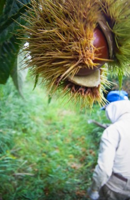 Treehouse Blog of cott